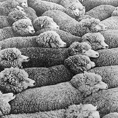 The Vegetable Lamb of Tartary: A Netherworld between Food Groups – EsoterX