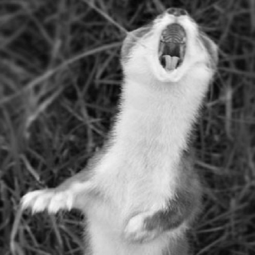 Weasel Work: The Last Basilisk Hunt in Warsaw – EsoterX